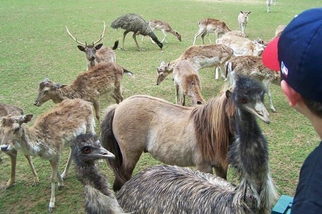 amicalola deer park (permanently closed)
