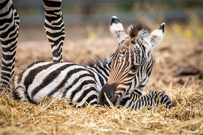 animal world and snake farm zoo