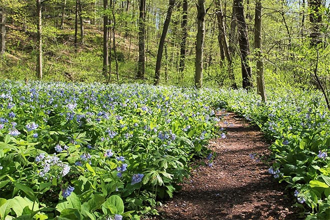 bowman's hill wildflower preserve