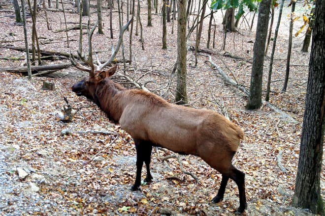 briarwood ranch safari park