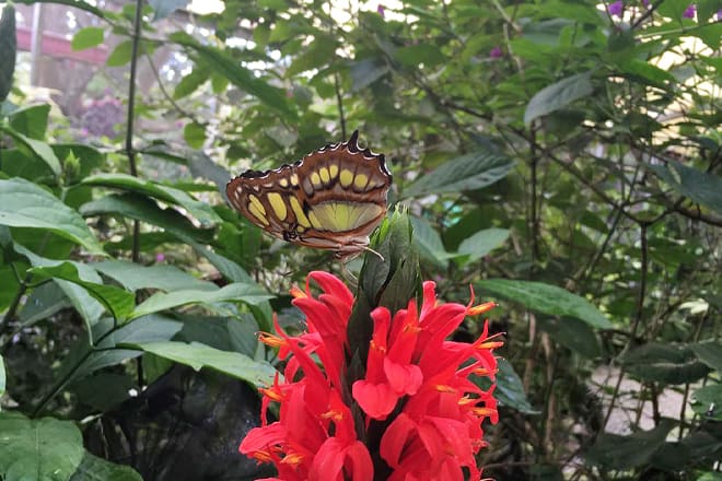 butterfly haven &mdash; el valle de ant&oacute;n