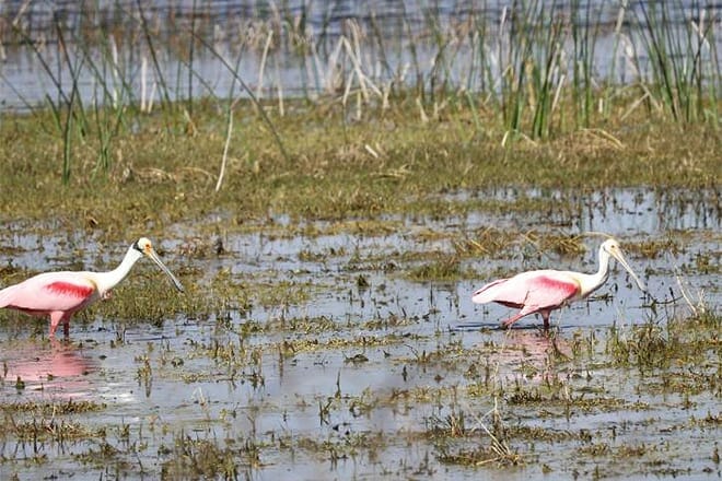 cockroach bay aquatic reserve