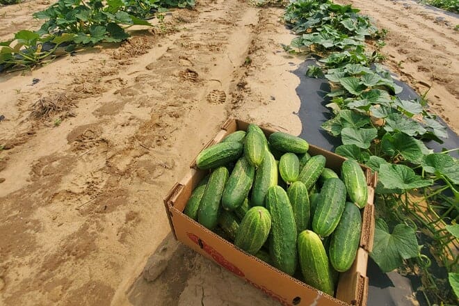 devoe's rainbow orchards