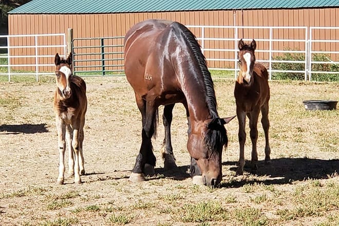 diamond hitch stables