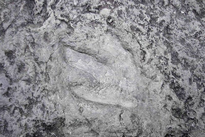 dinosaur footprints