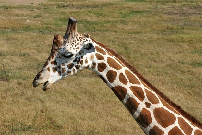 frank buck zoo gainesville