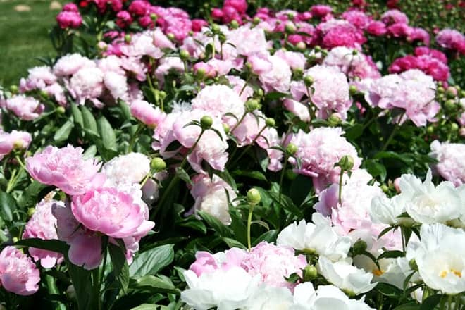 Harvey&rsquo;s Garden