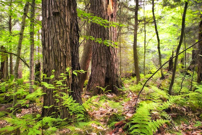 hearts content scenic area