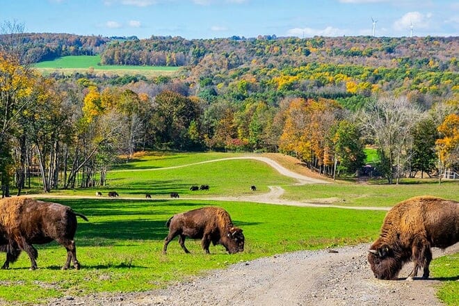 hidden valley animal adventure