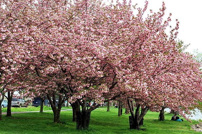 international cherry blossom festival