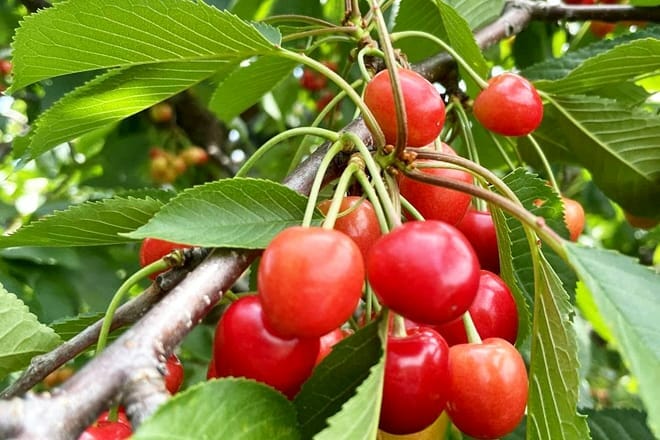jenkins lueken orchards