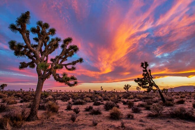 joshua tree national park