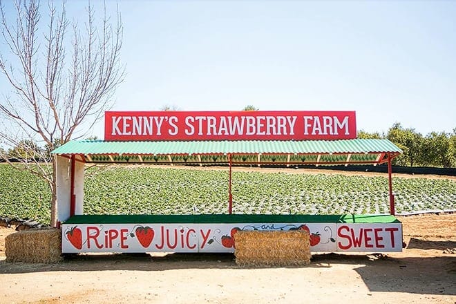 Kenny’s Strawberry Farm