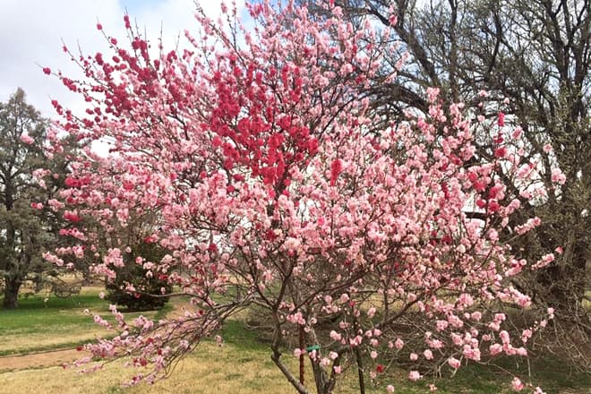 lubbock memorial arboretum