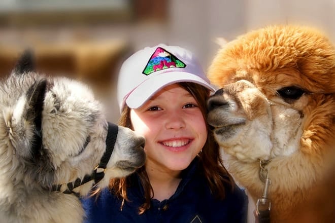 mager mountain alpacas