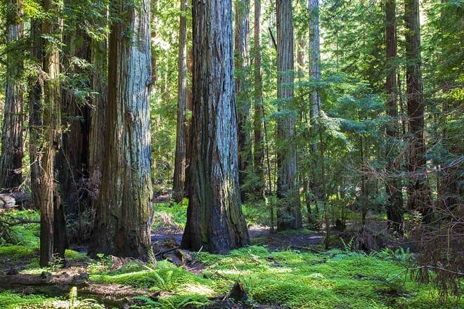 montgomery woods state reserve