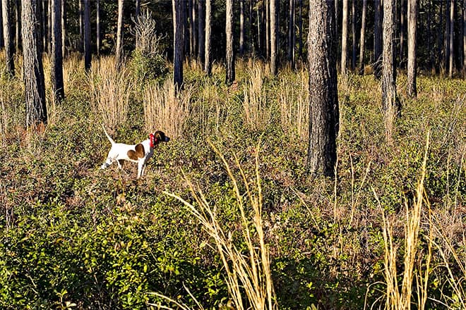 morrison pines plantation