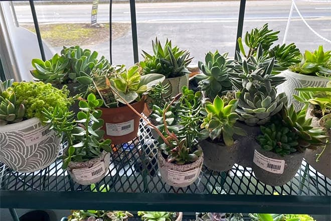 mountain view nursery