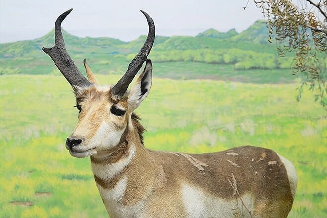 museum of the llano estacado