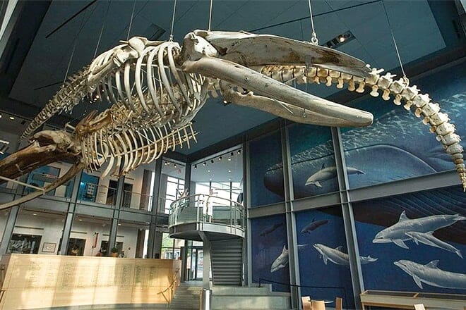 new bedford whaling museum