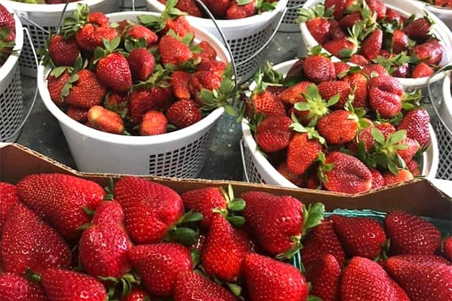 new bern farmers market