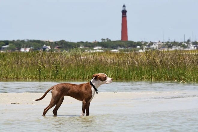 new smyrna beach dog park