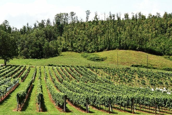 nottely river valley vineyards, llc