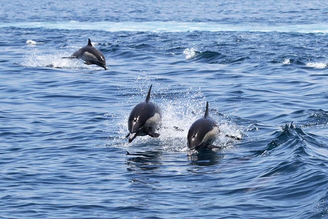 oceanside adventures