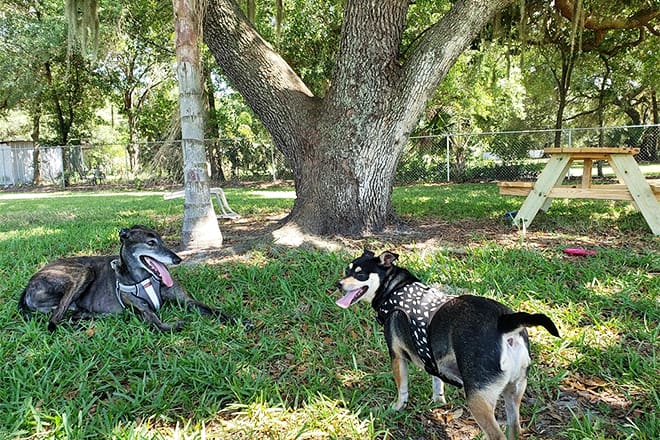 ott&rsquo;s off leash dog sanctuary
