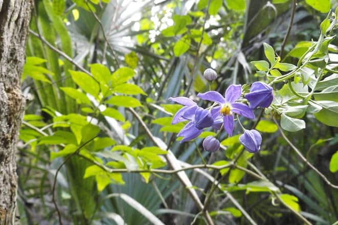 paleo hammock preserve