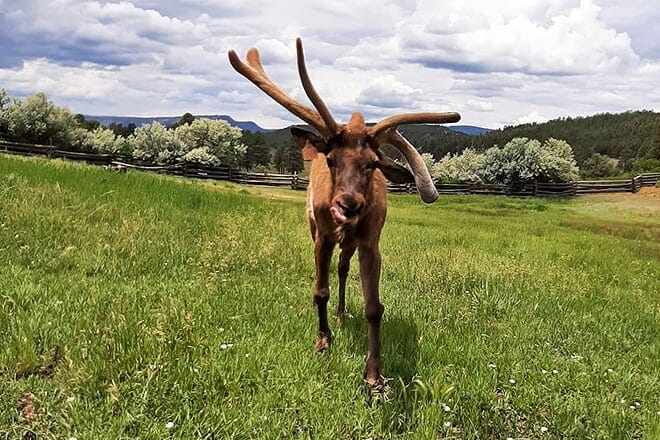 rocky mountain wildlife park