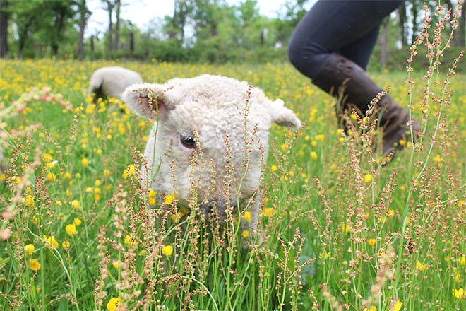 rose bridge farm & sanctuary &mdash; dresher