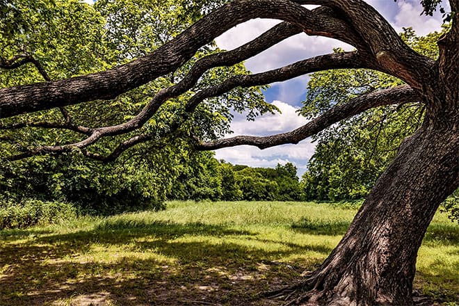 rowlett creek preserve