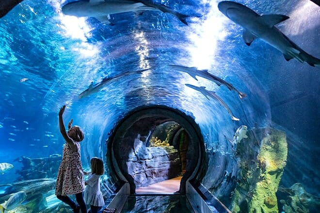 SEA LIFE Arizona Aquarium