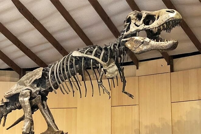 schiele museum of natural history &mdash; gastonia