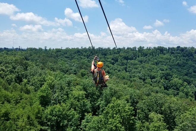 screaming eagle at lake guntersville