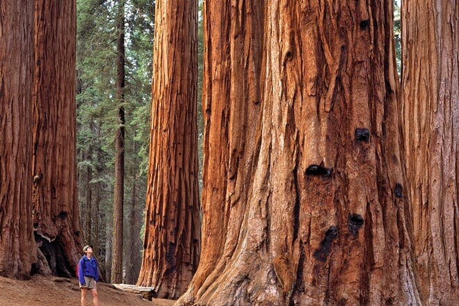 sequoia national park