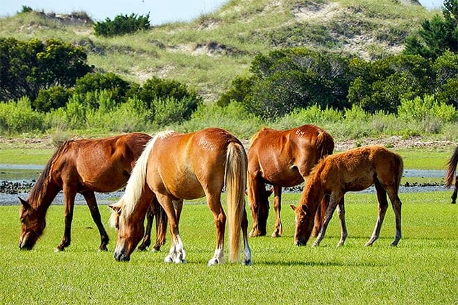 shackleford wild horse and shelling safari