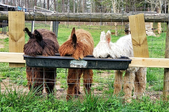 shaka alpaca farm