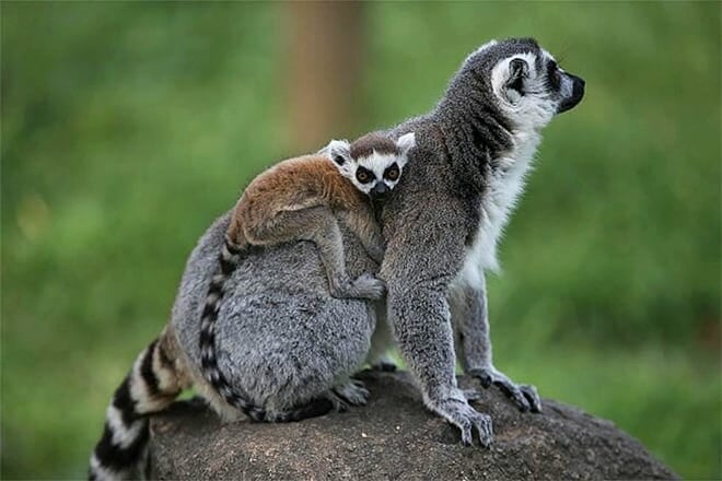 summerfield farm and zoo