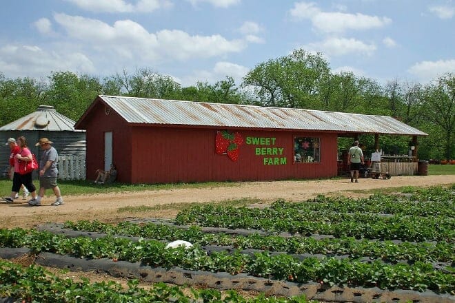 sweet berry farm