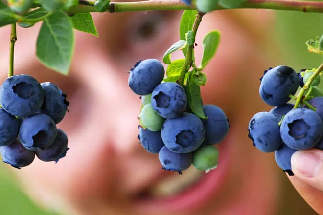 tabitha max blueberry farm