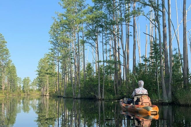 the okefenokee trail