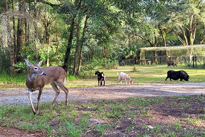 wildlife survival sanctuary