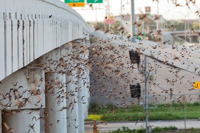 bats in round rock