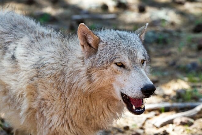 bearizona wildlife park