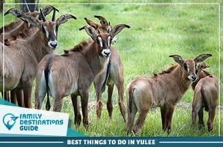 best things to do in yulee