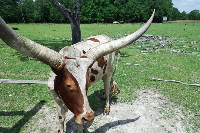 buckhorn creek ranch