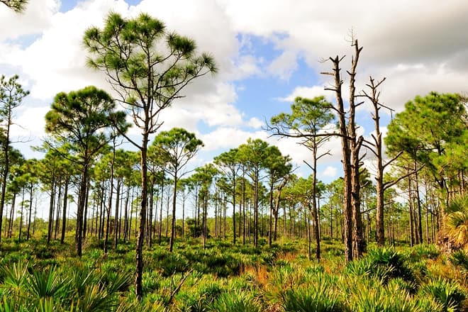 charlotte flatwoods environmental park