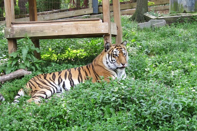 crown ridge tiger sanctuary